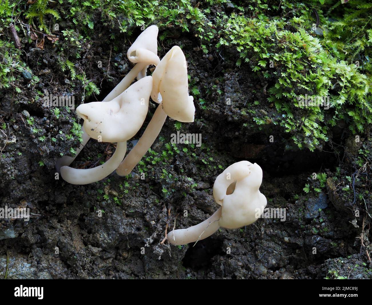 Elastic saddle, Helvella elastica Stock Photo - Alamy
