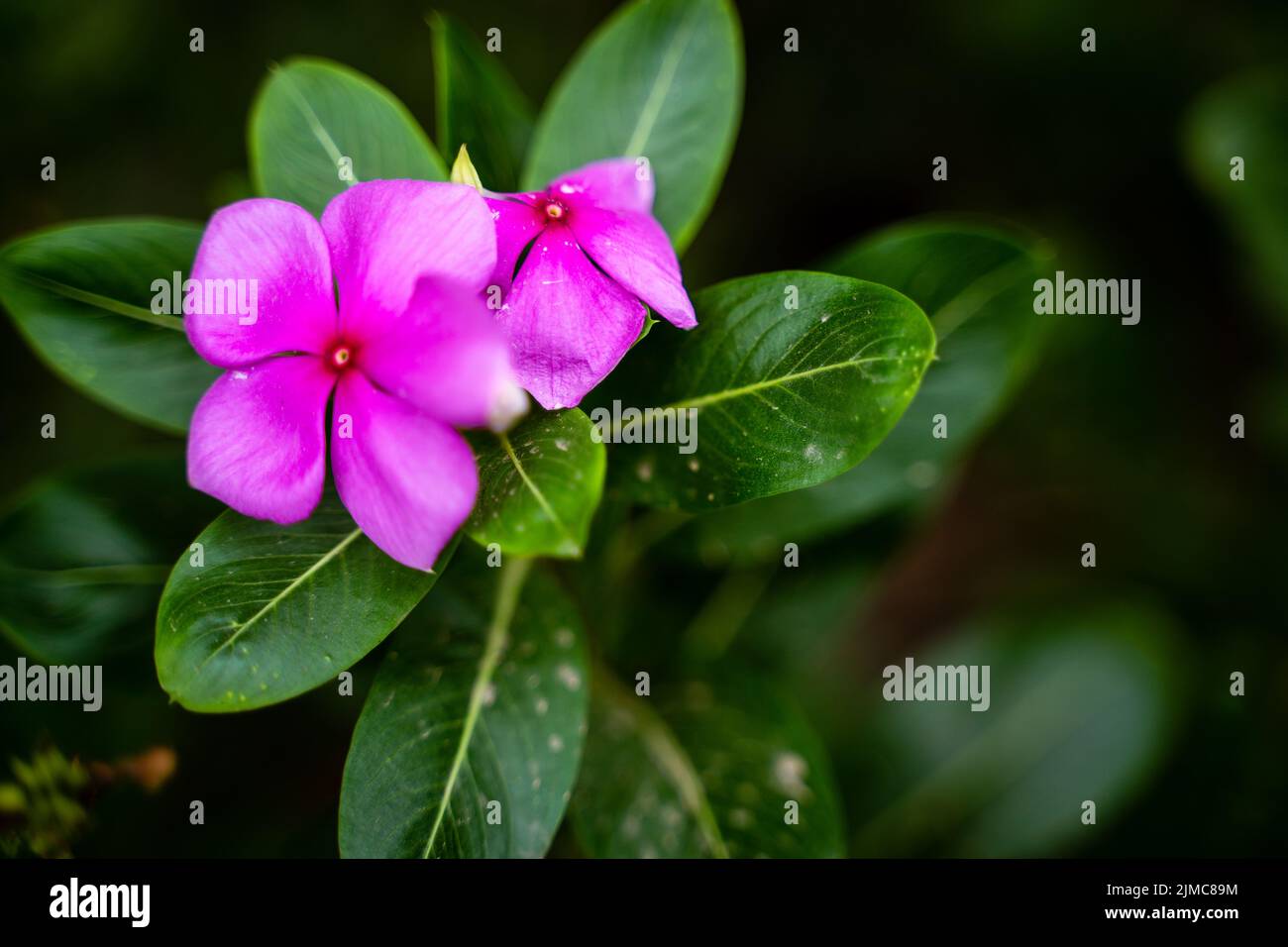 Catharanthus roseus. Commonly known as the Madagascar periwinkle or ...