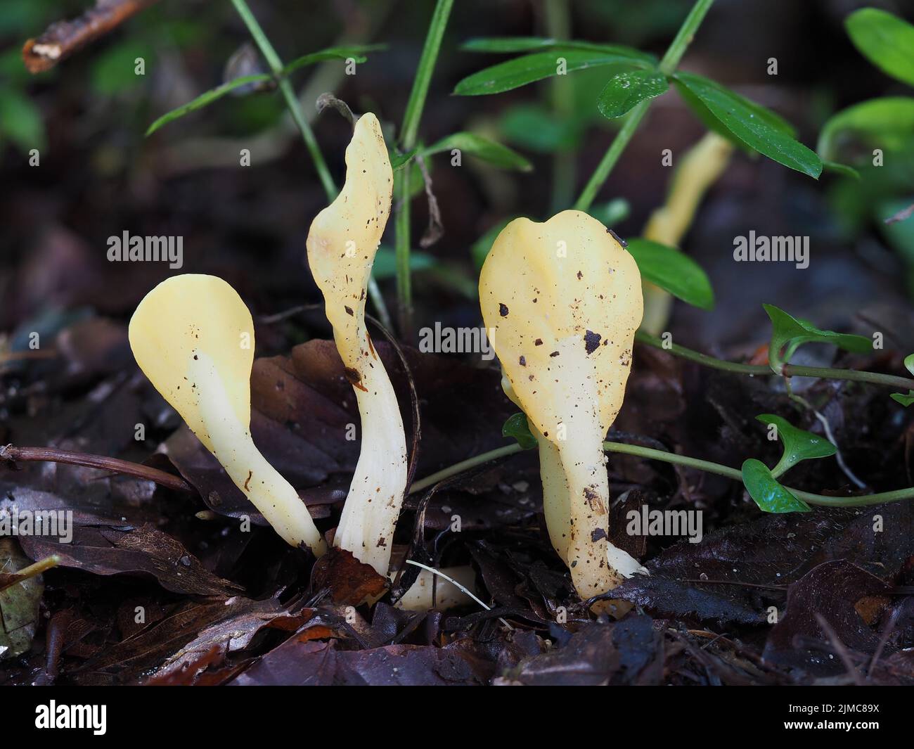 Yellow earth tongue, yellow fan, Spathularia flavida Stock Photo - Alamy