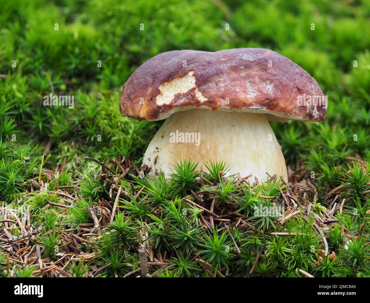 Pinewood King Bolete, Boletus pinophilus Stock Photo - Alamy