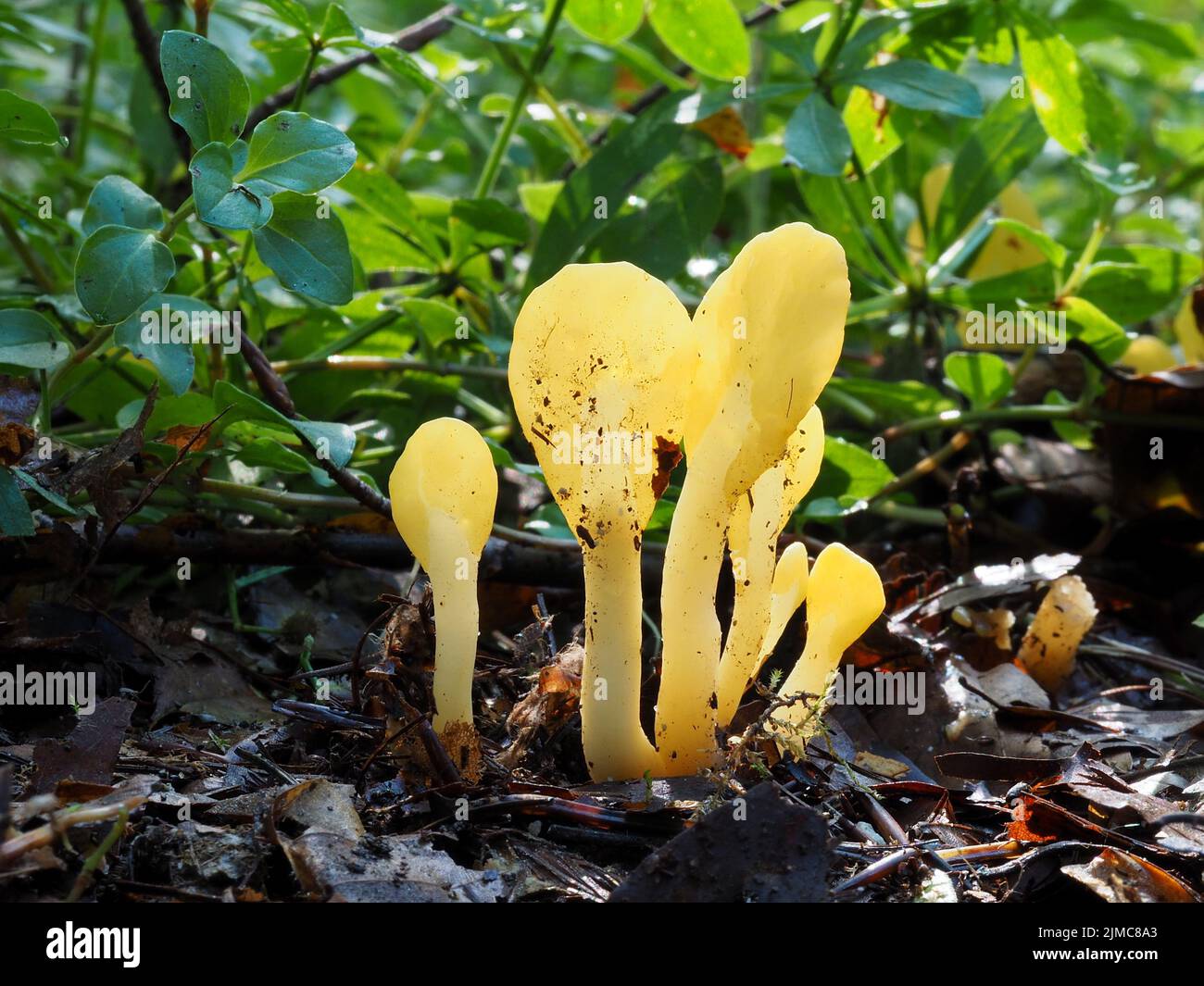 Yellow earth tongue, the yellow fan, Spathularia flavida Stock Photo ...