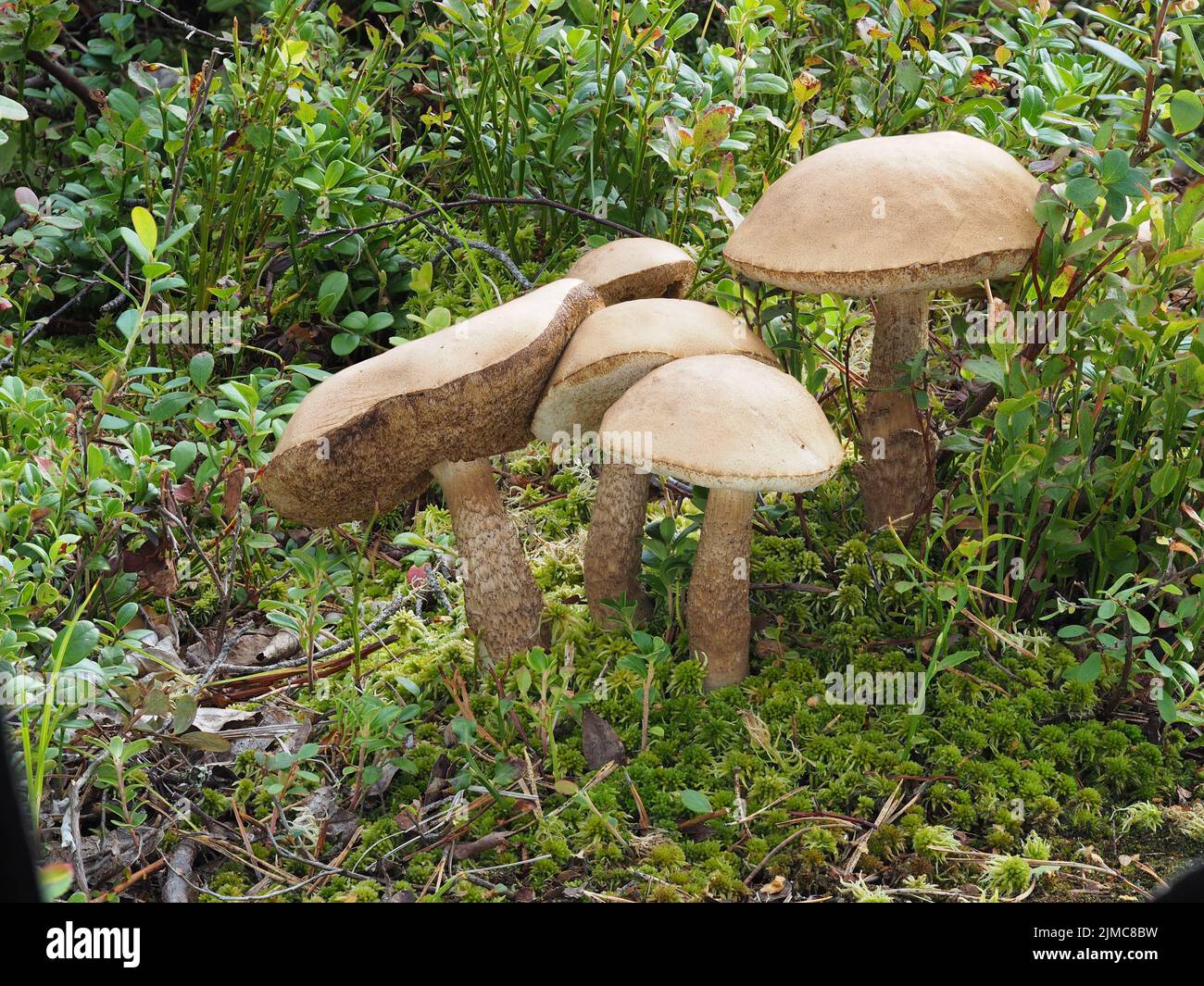 Rough-stemmed bolete, scaber stalk, birch bolete Stock Photo - Alamy