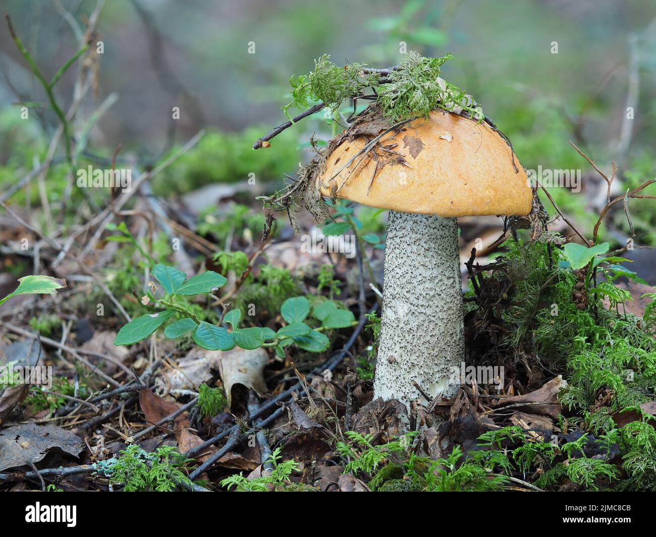 Brown birch bolete fungi hi-res stock photography and images - Alamy