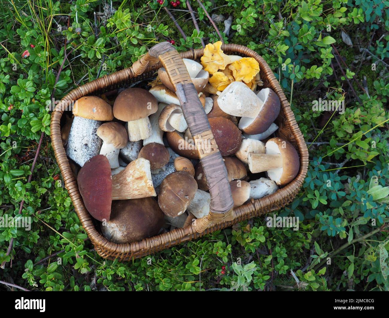 Types Of Fungi Mushrooms Types Of Fungi Mushrooms