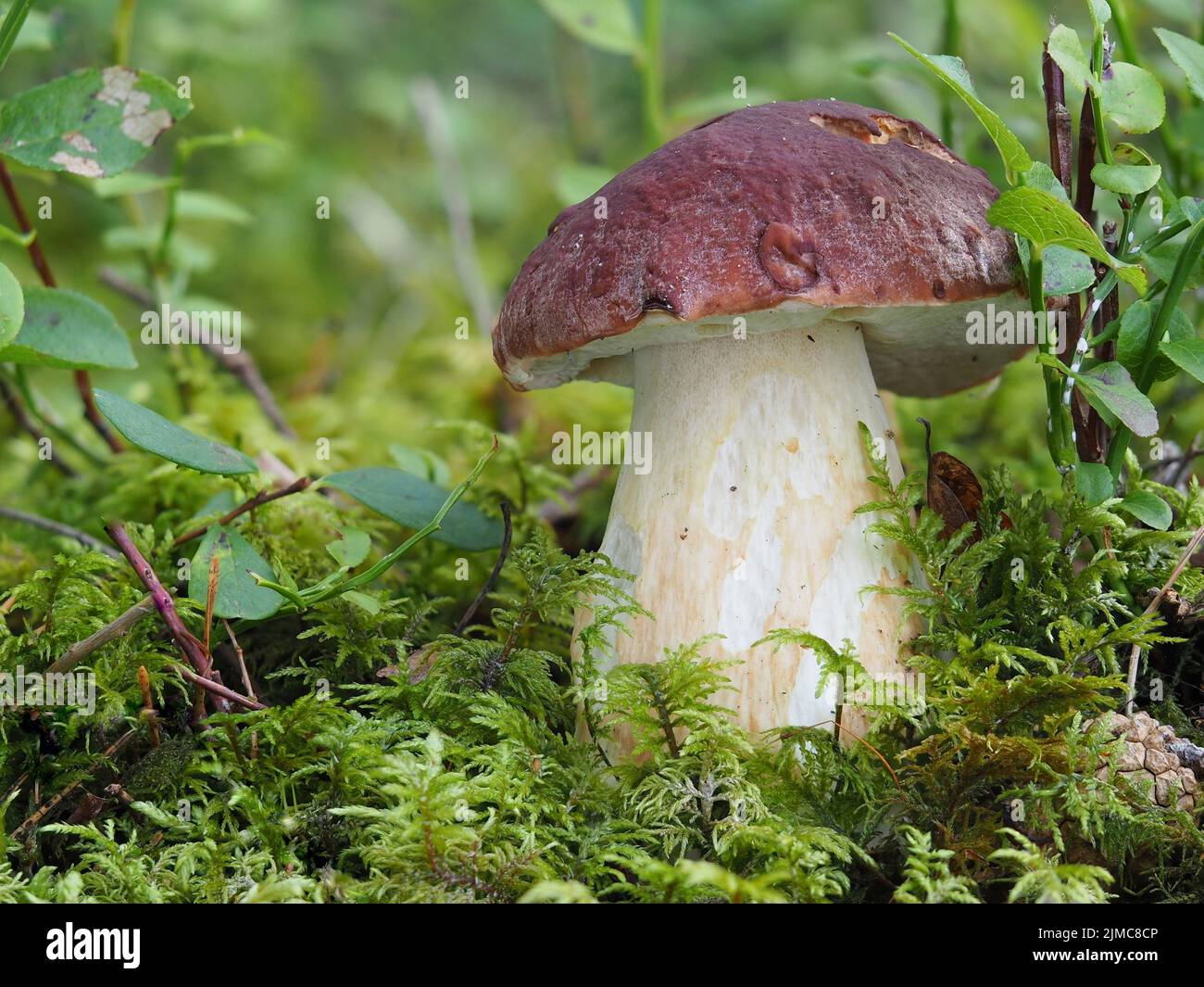 Pinewood King Bolete, Boletus pinophilus Stock Photo - Alamy