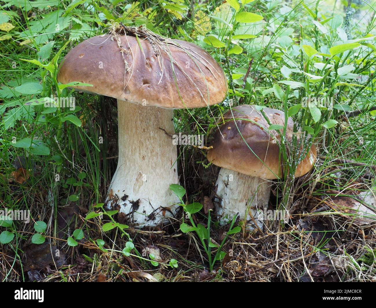 Penny bun, cep, porcino or porcini, boletus edulis Stock Photo - Alamy