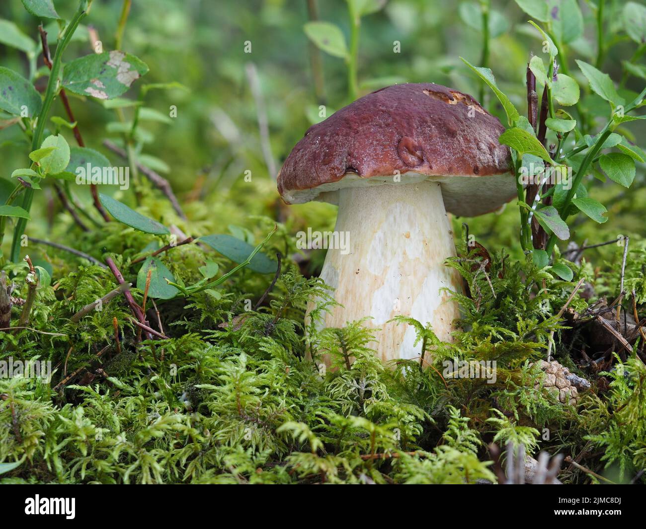 Pinewood King Bolete, Boletus pinophilus Stock Photo - Alamy