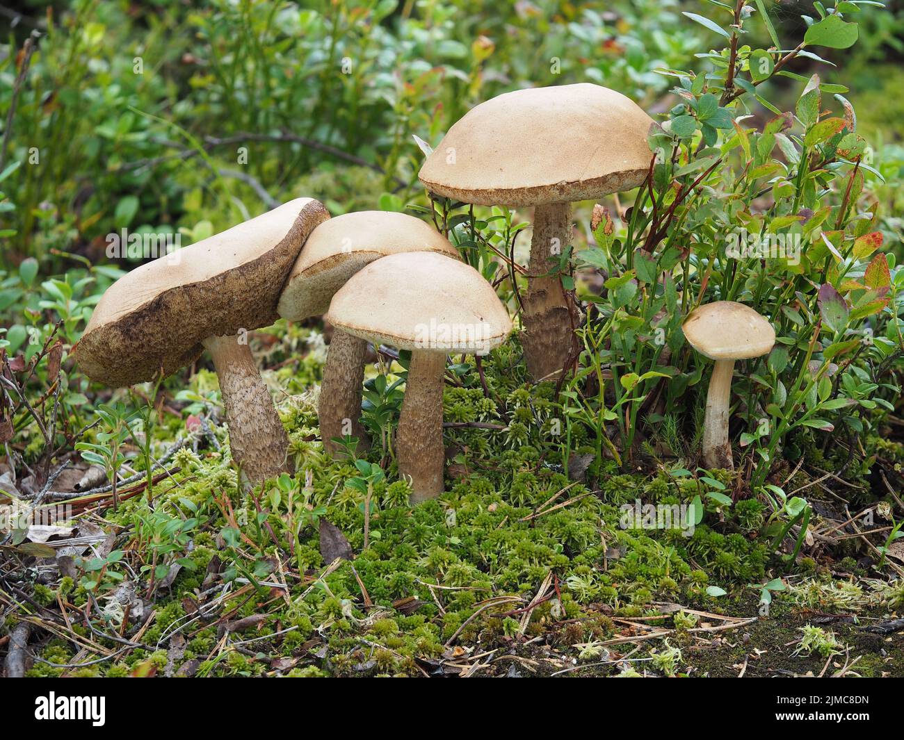 Rough-stemmed bolete, scaber stalk, birch bolete Stock Photo - Alamy