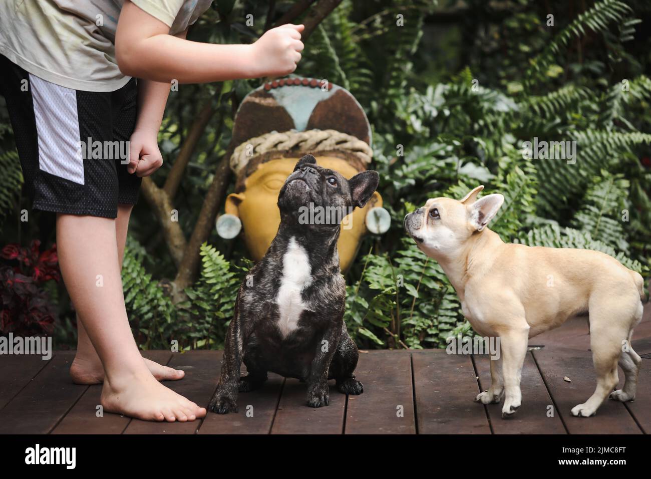 Child kid boy dog treat pet hi-res stock photography and images - Alamy