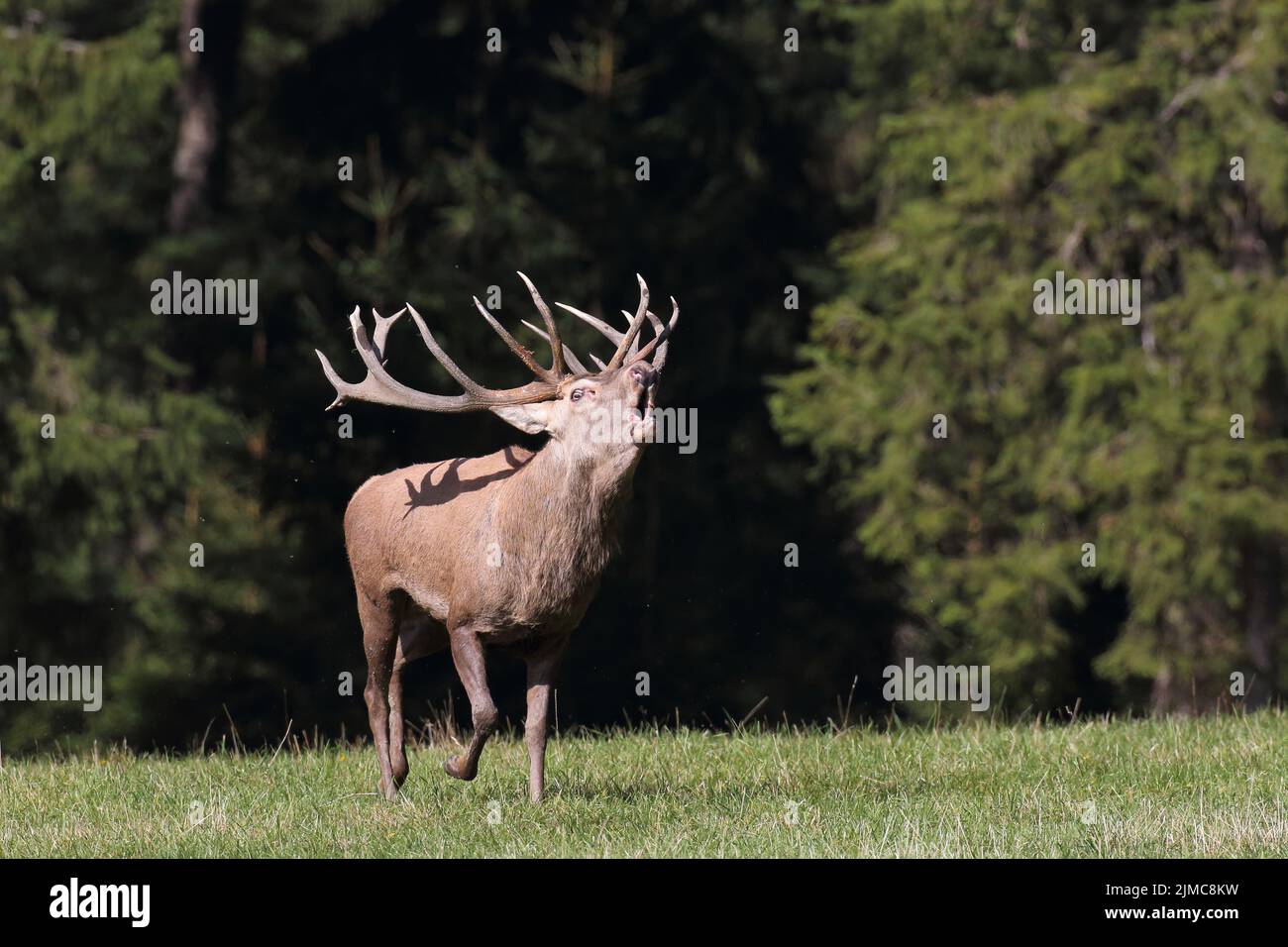 Belling hi-res stock photography and images - Alamy