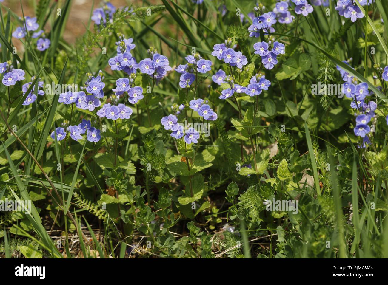 Cats eyes speedwell hi-res stock photography and images - Alamy