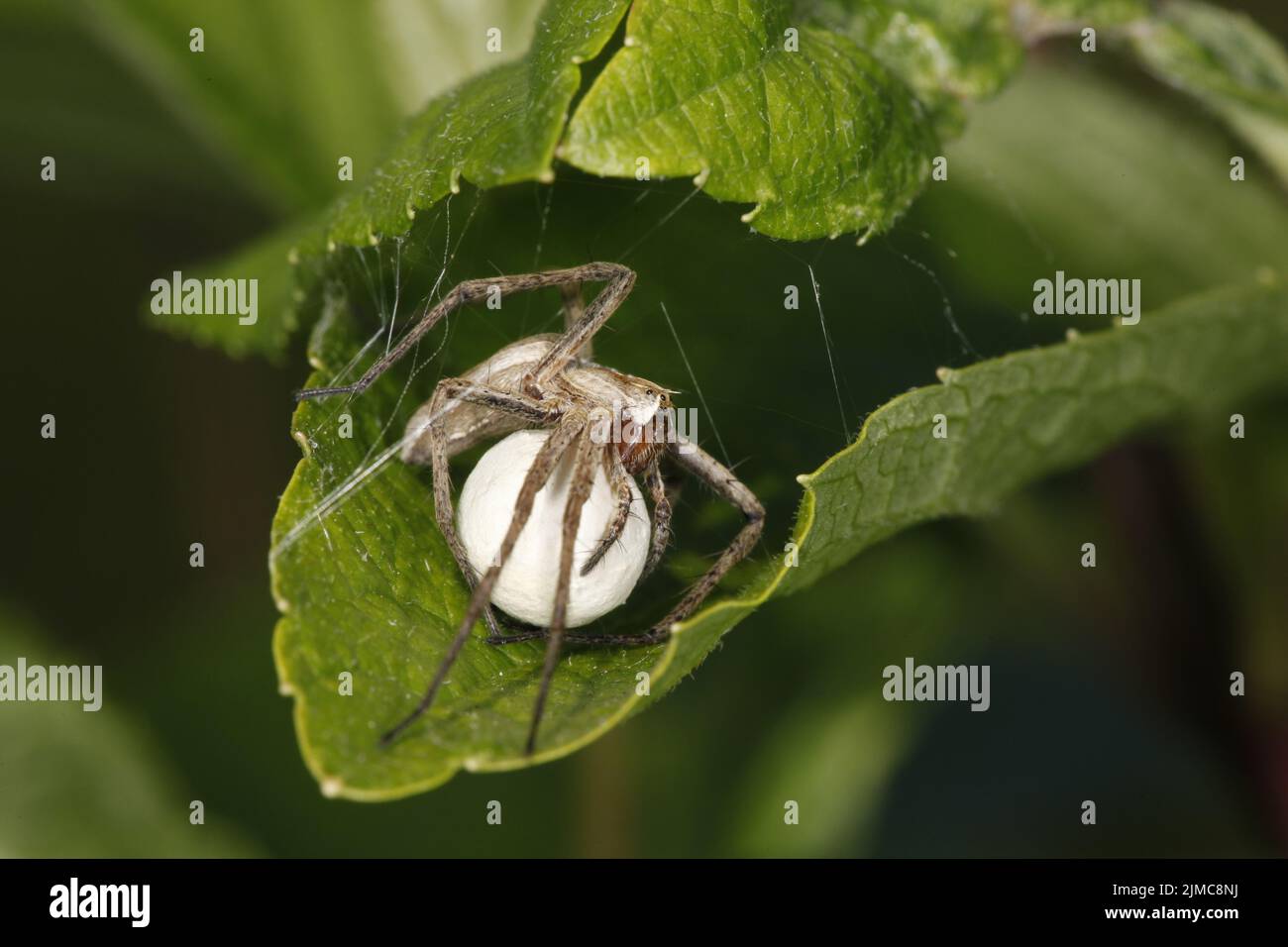 Nursery web spider Stock Photo - Alamy