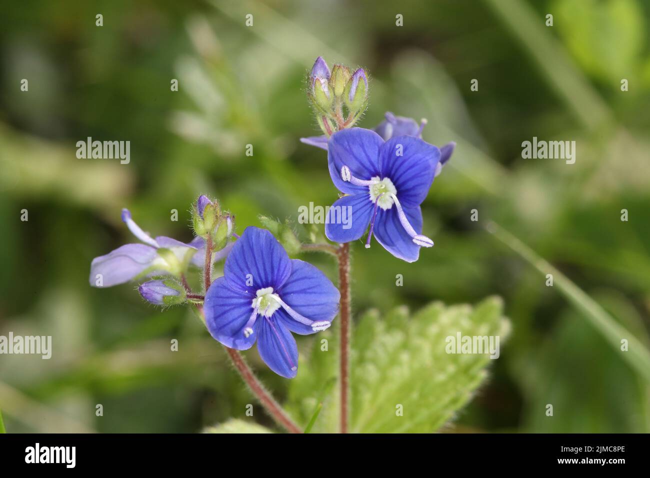 Cats eyes speedwell hi-res stock photography and images - Alamy