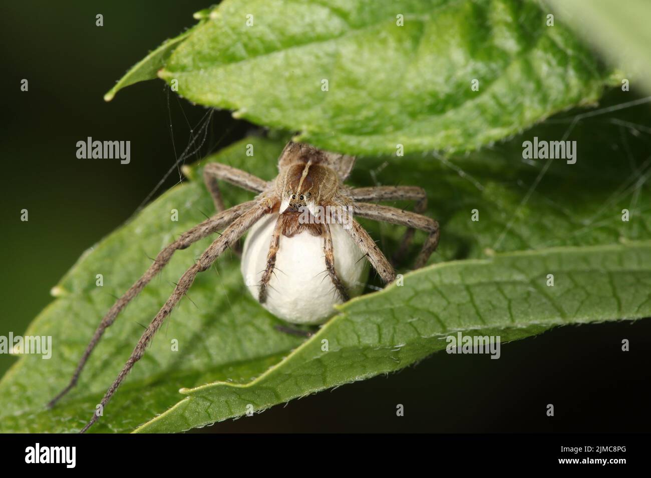 Nursery web spider Stock Photo - Alamy