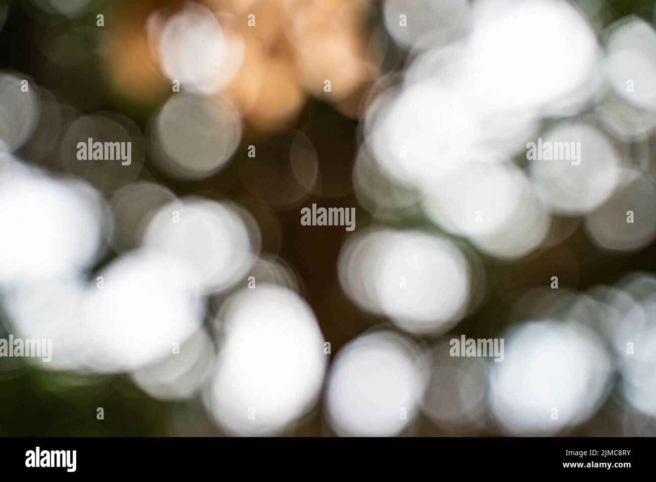 Abstract leaves, blurred images are bokeh from sunlight Stock Photo - Alamy