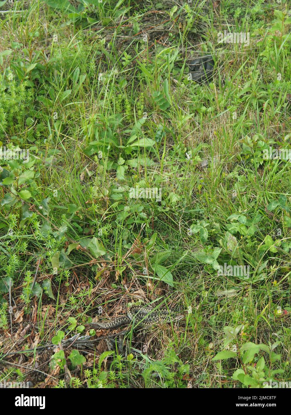 Common European adder and black adder Stock Photo - Alamy