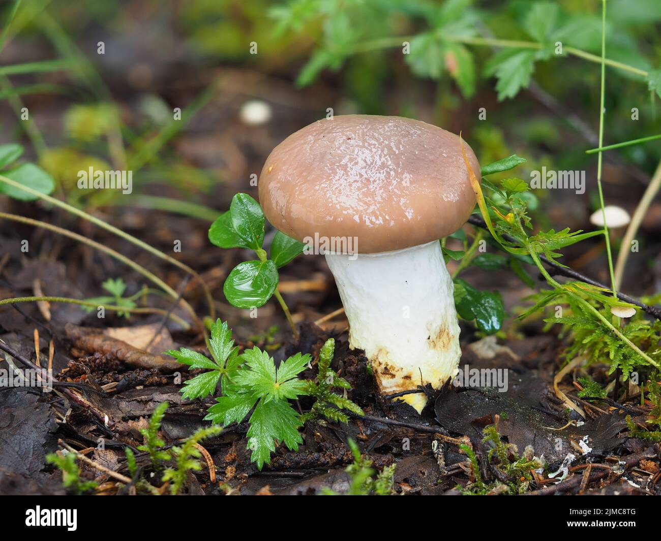 Slimy spike-cap, gomphidius glutinos Stock Photo - Alamy
