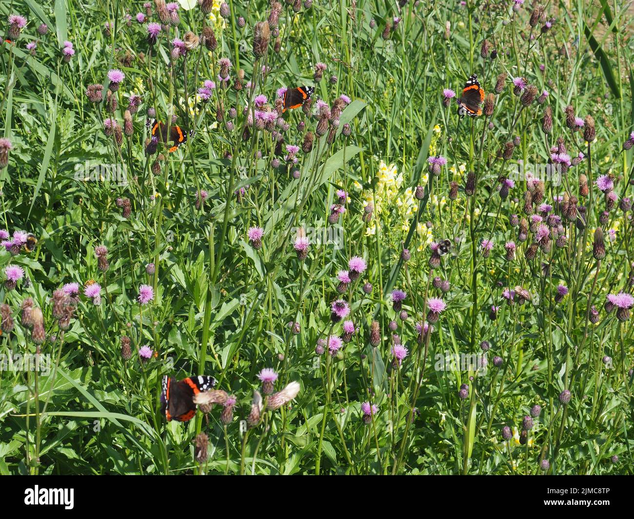Meadow with butterflies hi-res stock photography and images - Alamy