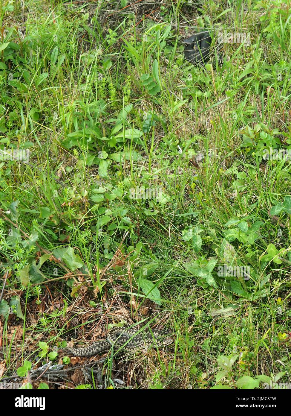 Black adder and normal adder, vipera berus Stock Photo - Alamy