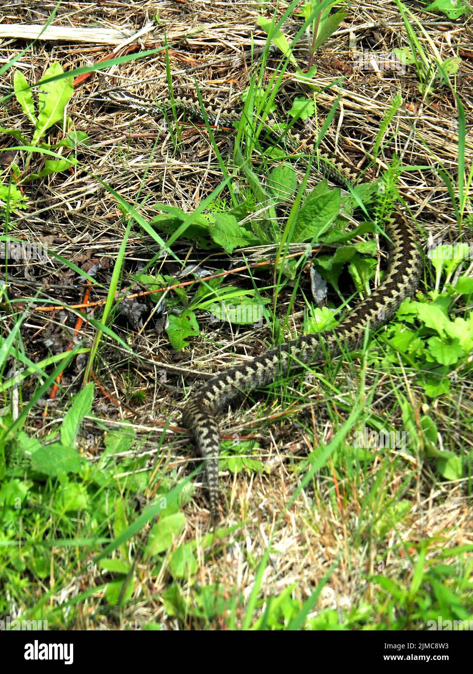 Common European adder, vipera berus Stock Photo - Alamy