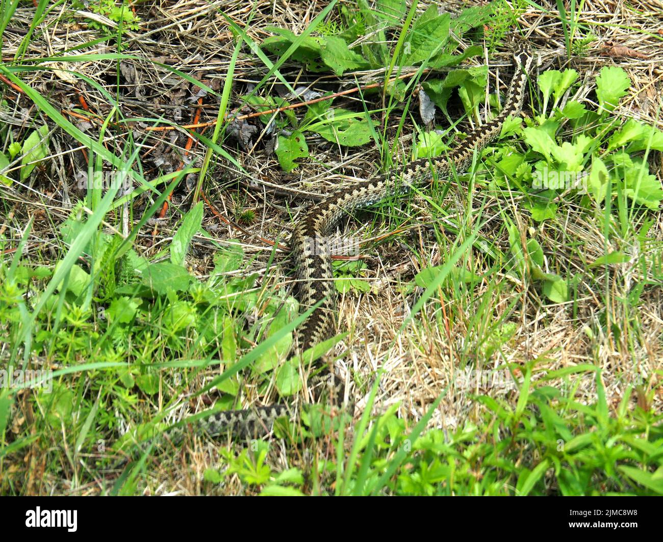 Common european adder hi-res stock photography and images - Alamy