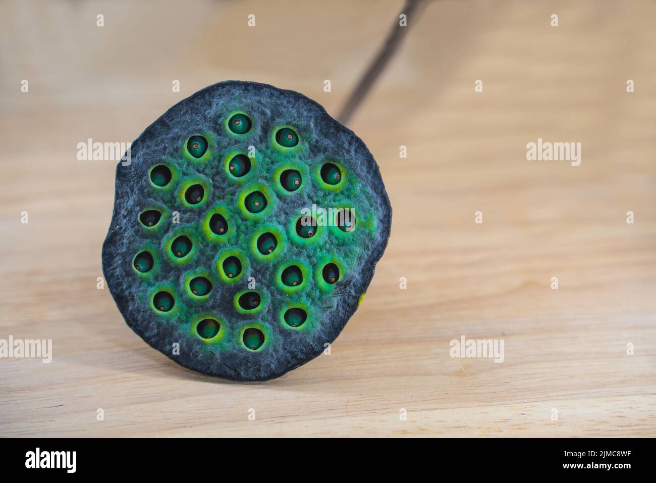 The Lotus seed pods. Green lotus seed pods background Stock Photo - Alamy