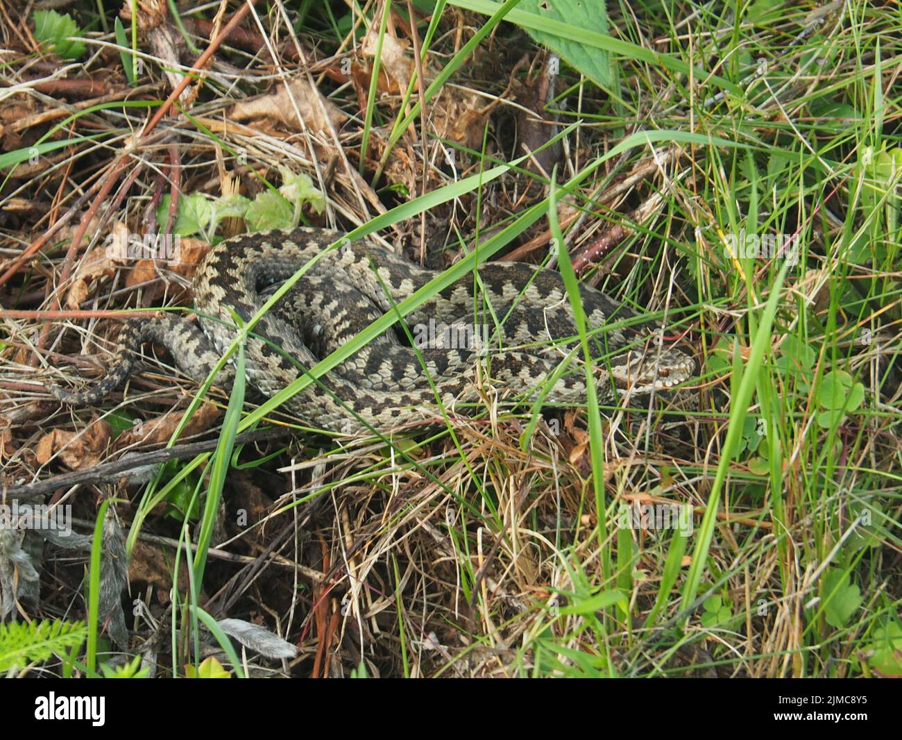 Common European adder, vipera berus Stock Photo - Alamy