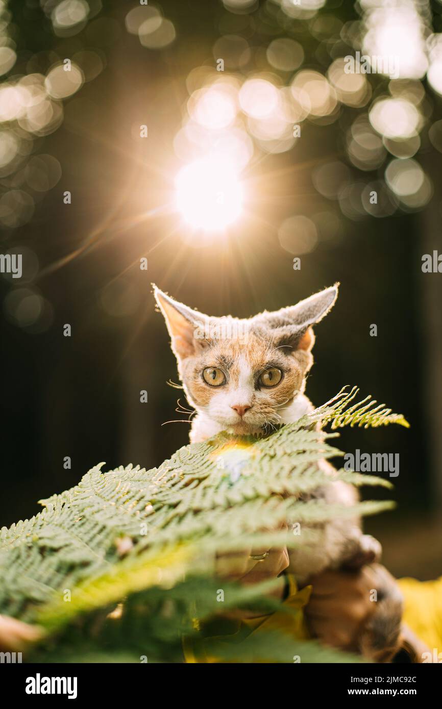 Cute Funny Curious Playful Beautiful Devon Rex Cat Looking At Camera ...