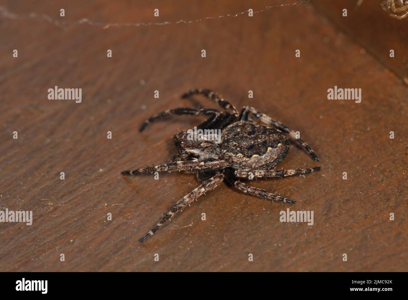 Walnut orb-weaver spider Stock Photo - Alamy