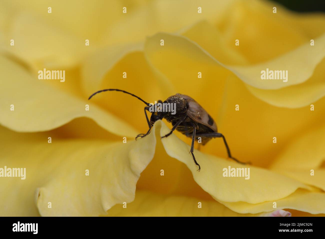 Beetles on rose hi-res stock photography and images - Alamy