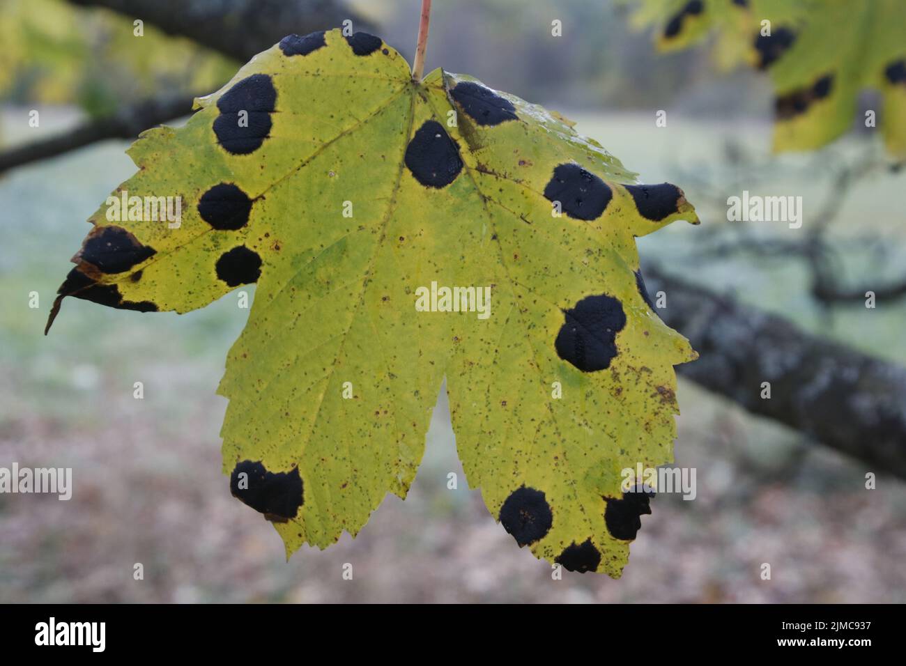 German maple hi-res stock photography and images - Alamy