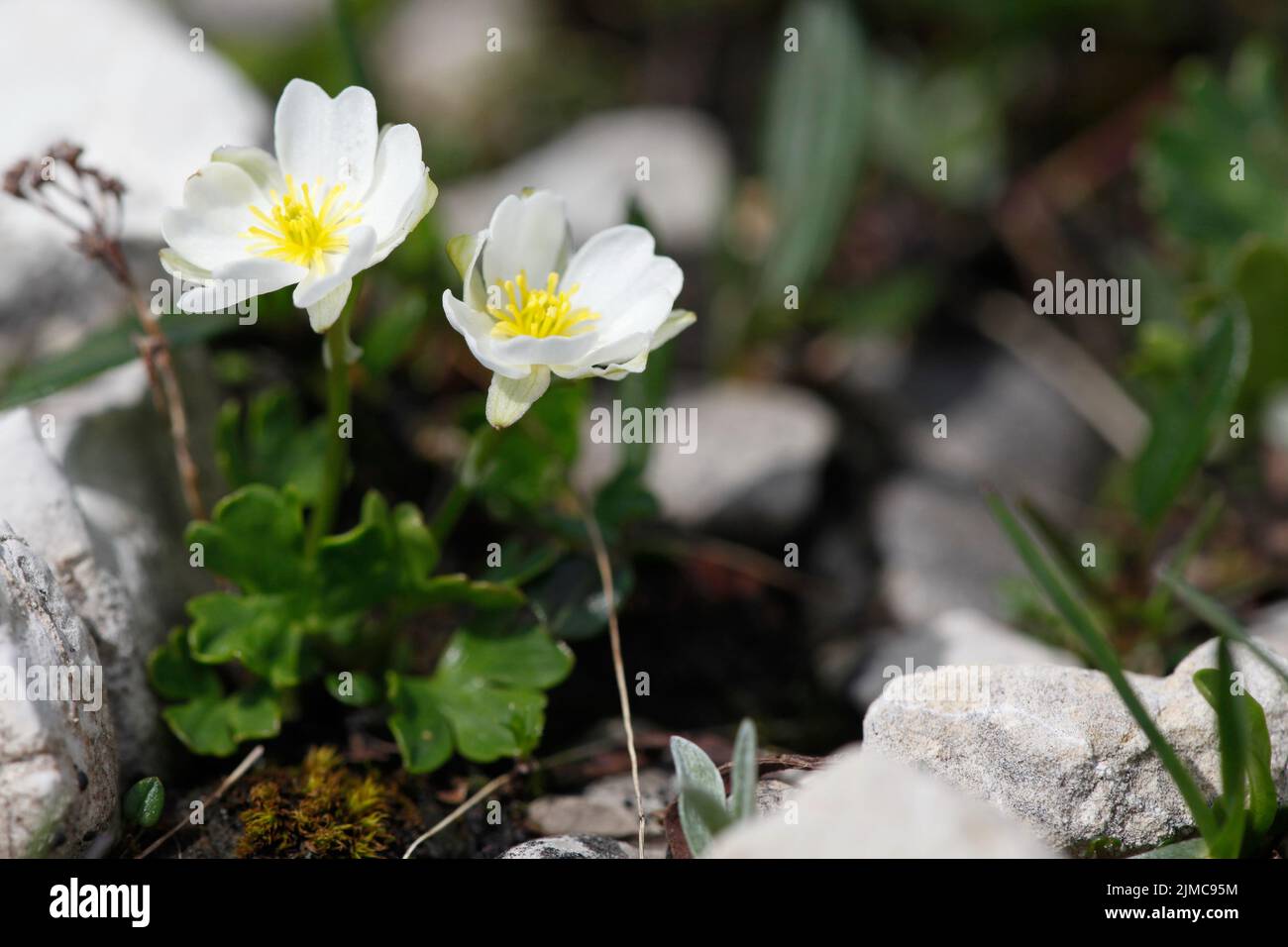 Alpine buttercup hi-res stock photography and images - Alamy