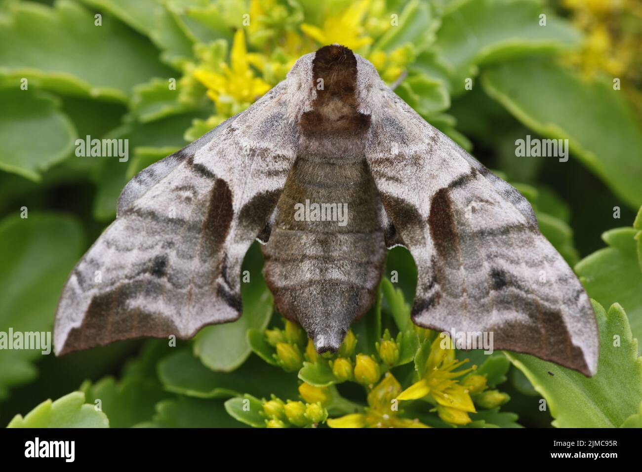 Lepoidoptera hi-res stock photography and images - Alamy