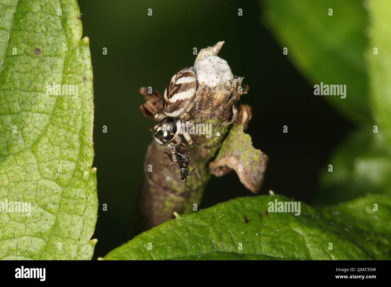 Zebra Back Spider with ant as prey Stock Photo - Alamy
