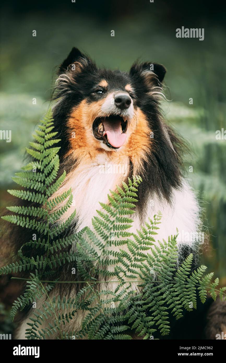 Cute Beautiful Collie Posing In Fern Thicket. Portrait. Amazing Playful ...