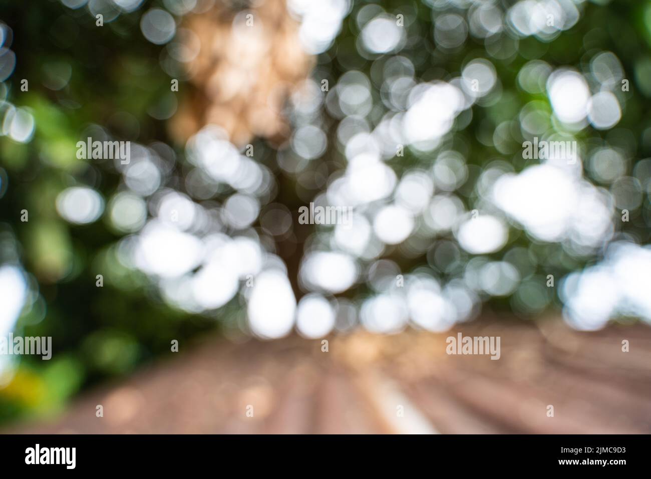 Blur image and bokeh from tree in daylight Stock Photo - Alamy