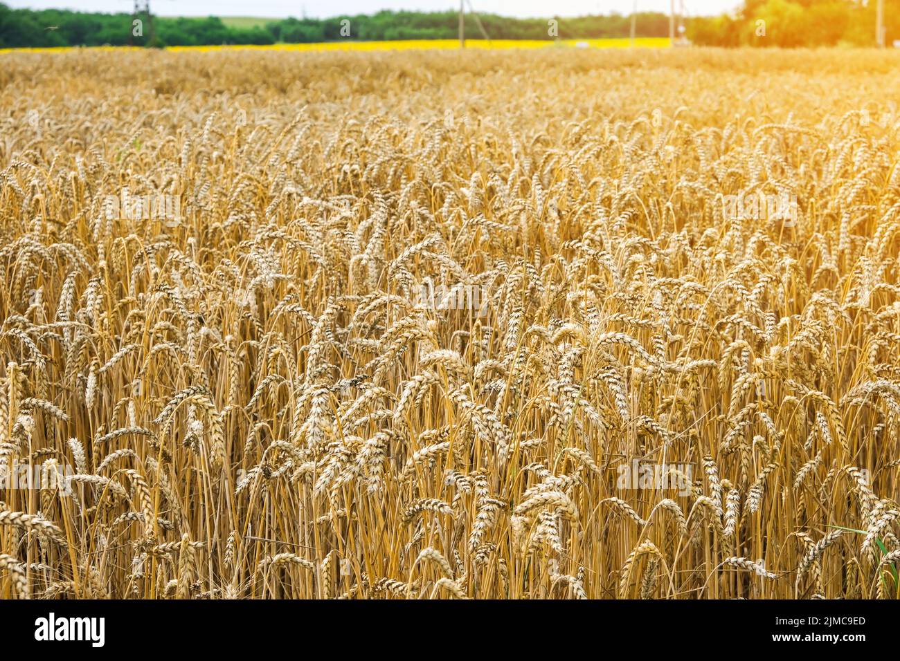 A field of ripe barley. Barley harvest. Landings Stock Photo - Alamy