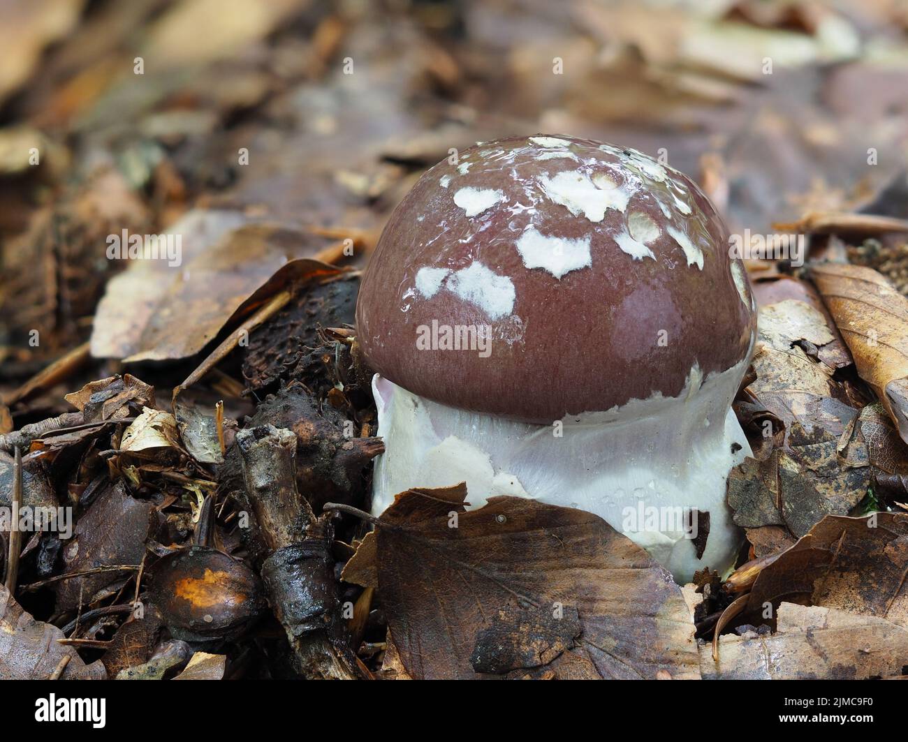Cortinaris praestans hi-res stock photography and images - Alamy