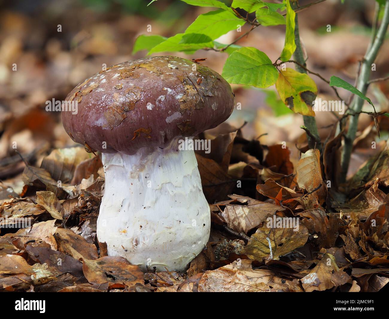 Goliath webcap, Cortinarius praestans Stock Photo - Alamy
