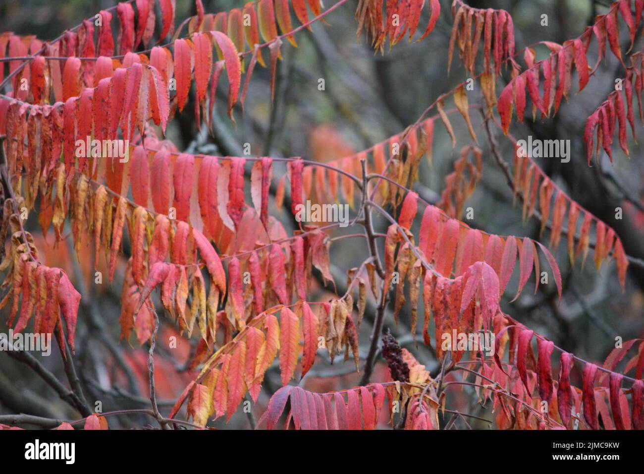 Vinegar tree hi-res stock photography and images - Alamy