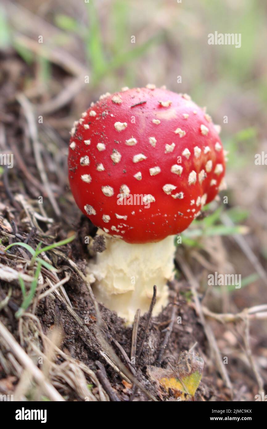 Little mushroom hi-res stock photography and images - Alamy