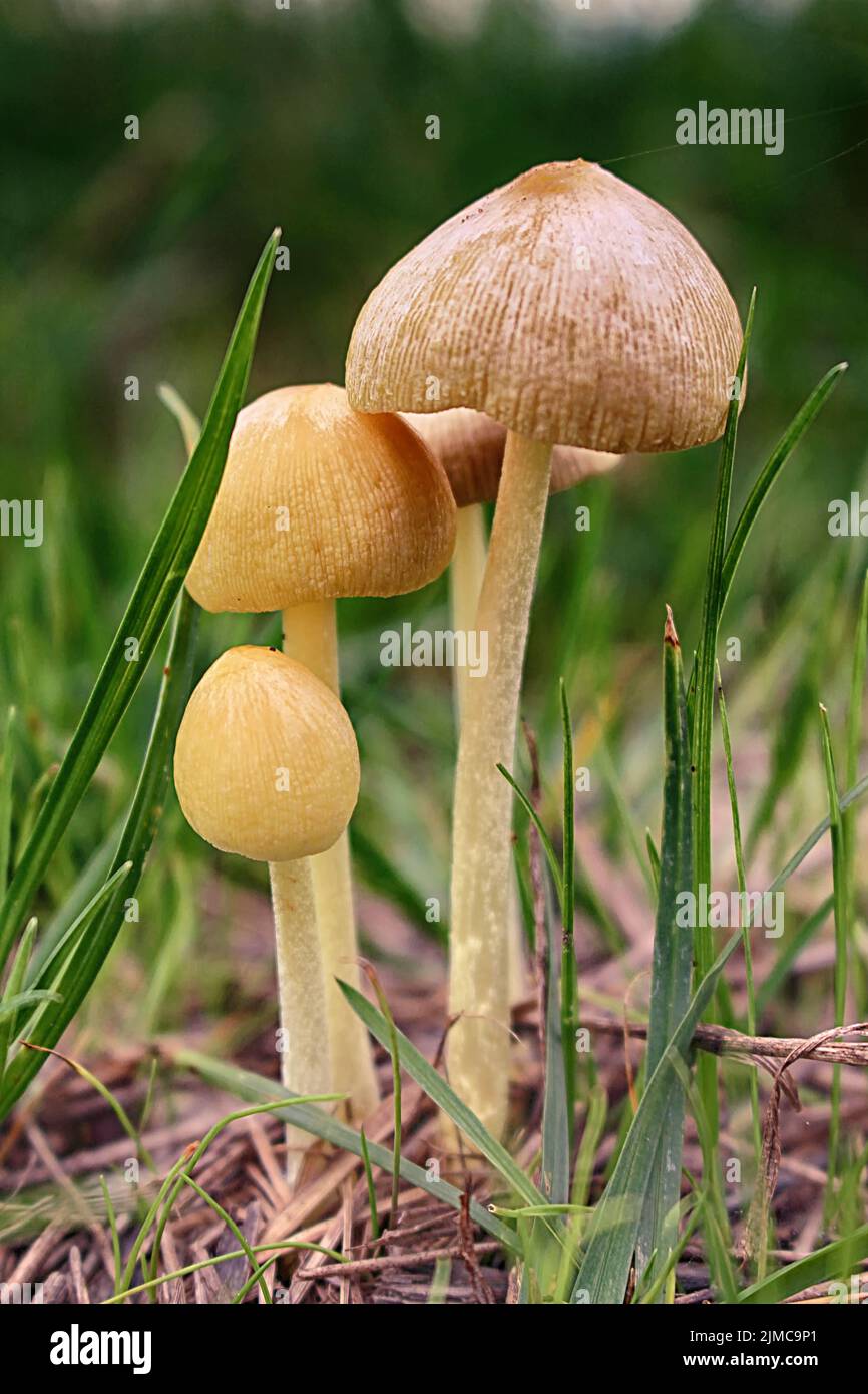 Little form hi-res stock photography and images - Alamy