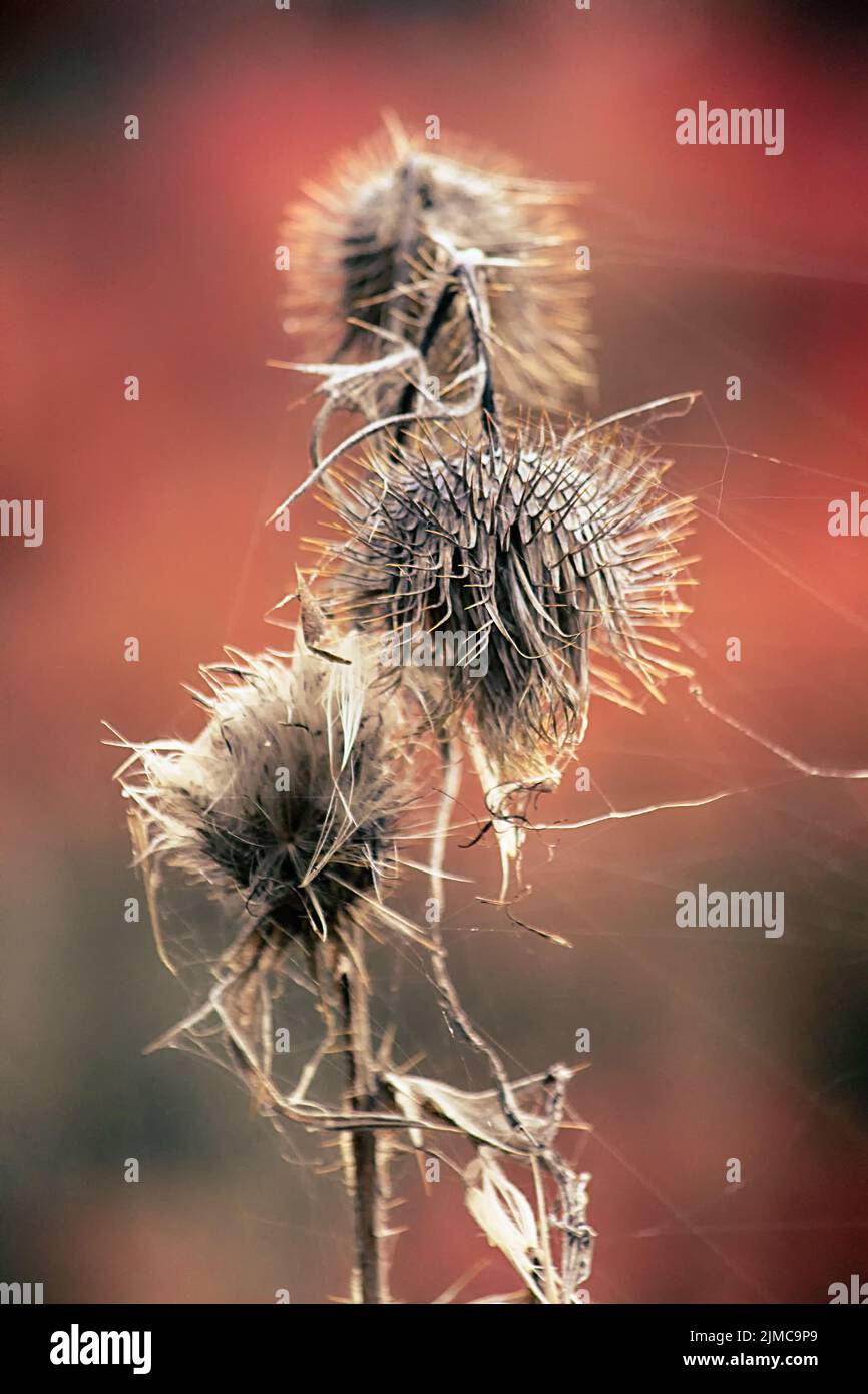 Dried thistle hi-res stock photography and images - Alamy