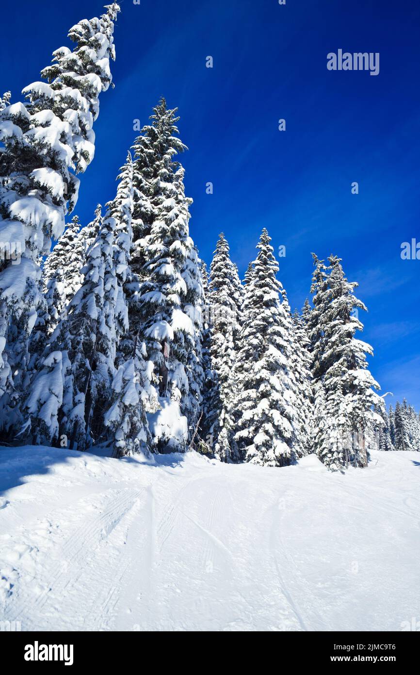 Snowy Pine Trees Background