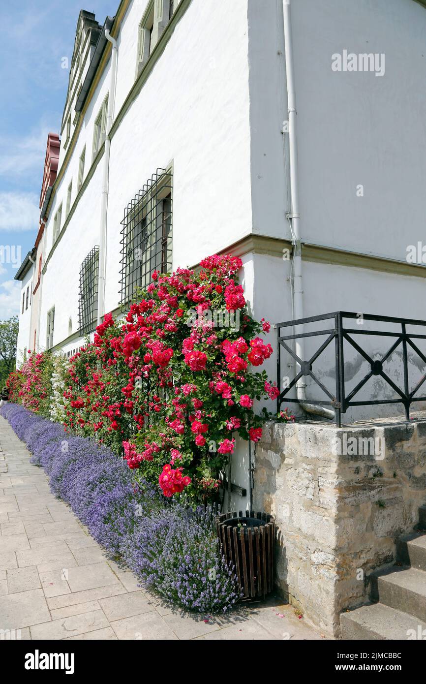 Renaissance castle of the dornburg castles hi-res stock photography and ...