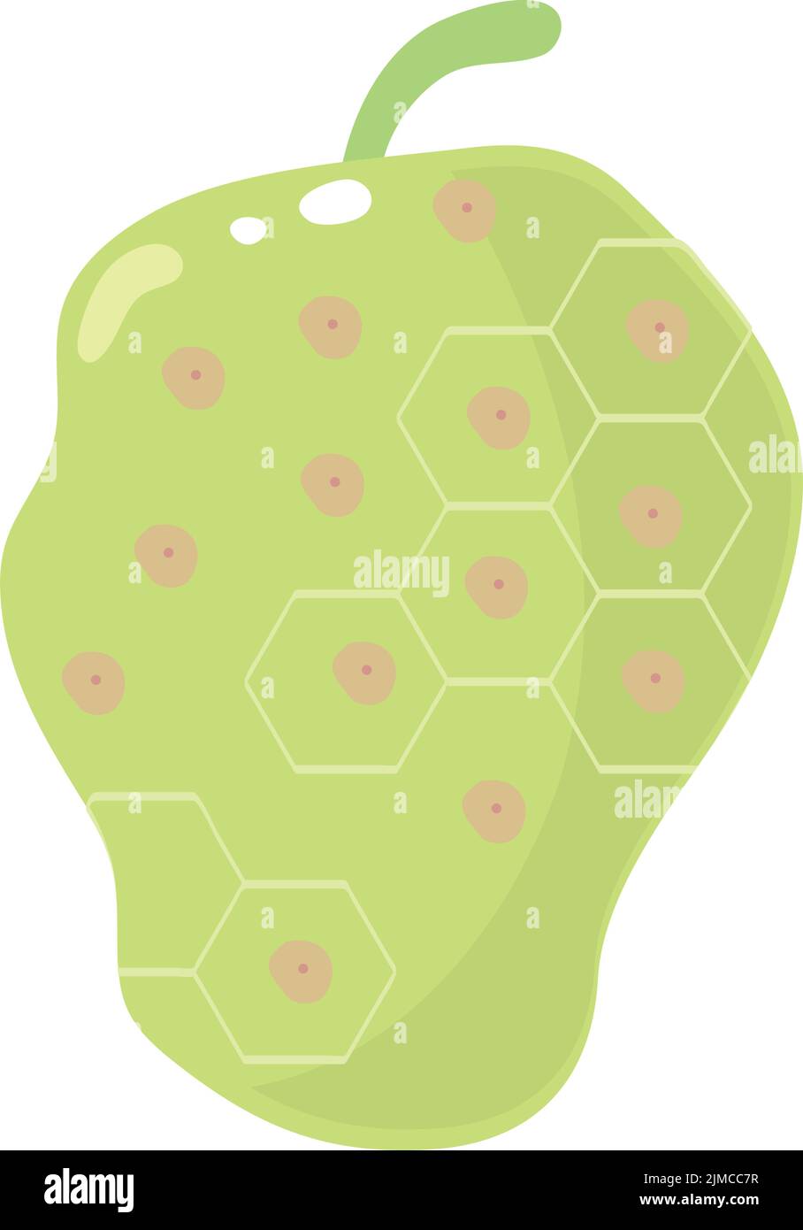 Noni plant Stock Vector Images - Alamy