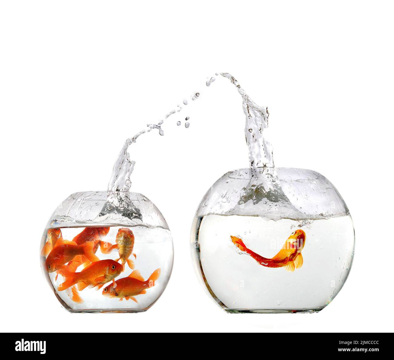 AWAY FROM THE CROWD A GOLDFISH NEEDS A BOWL TO HIMSELF. PIC MIKE WALKER ...