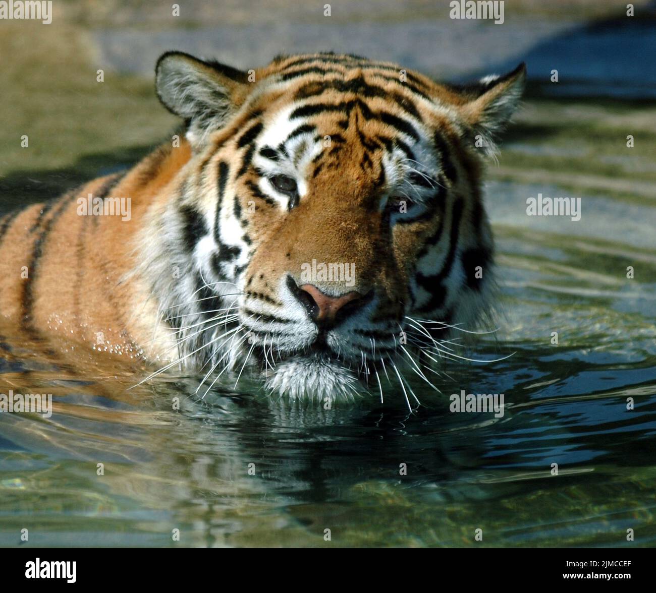 A SIBERIAN TIGER COOLS OFF IN HIS POOL AT MARWELL ZOOLOGICAL PARK, NEAR ...