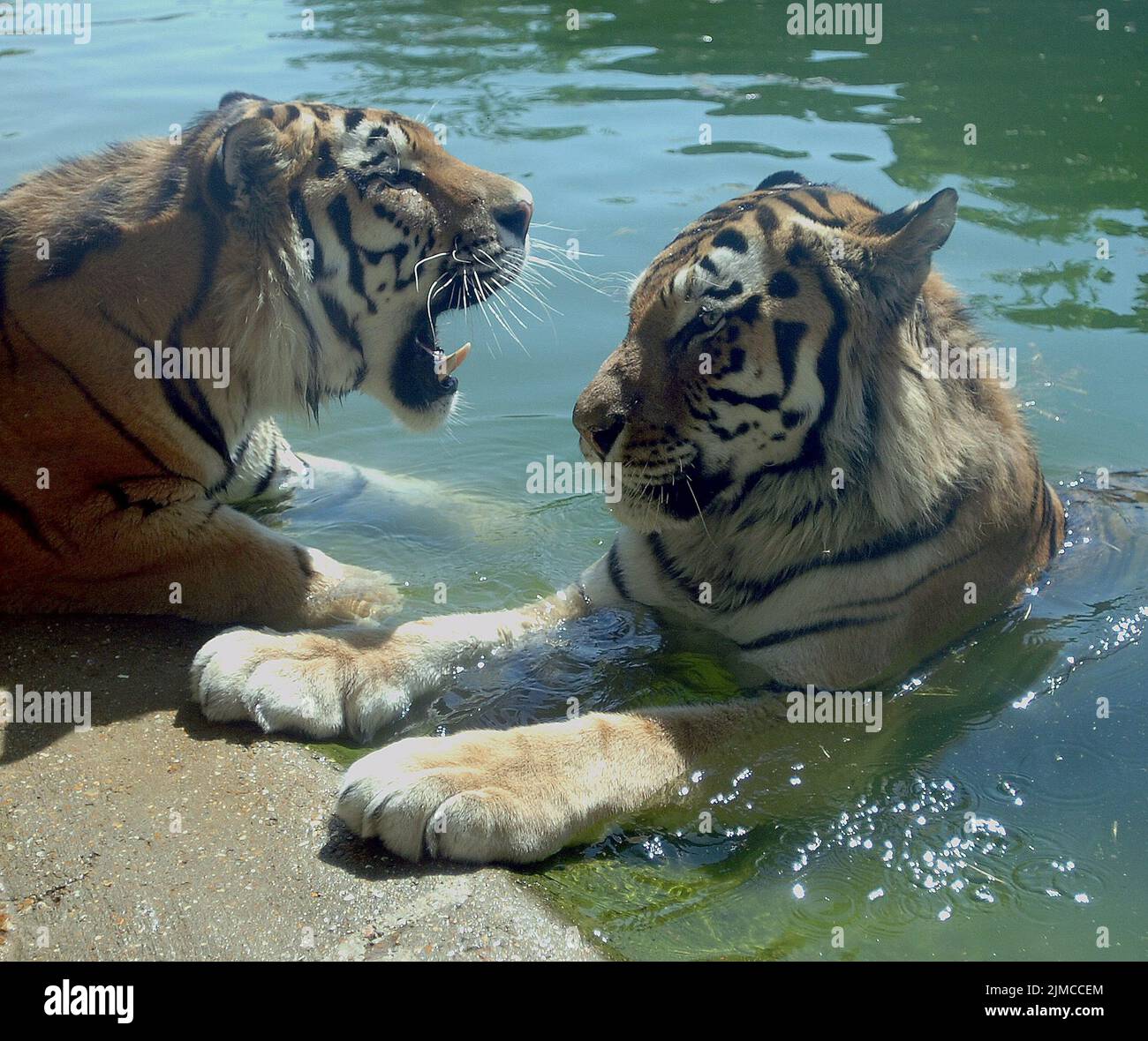 A SIBERIAN TIGERS COOL OFF IN HIS POOL AT MARWELL ZOOLOGICAL PARK, NEAR WINCHESTER, HANTS. PIC ...