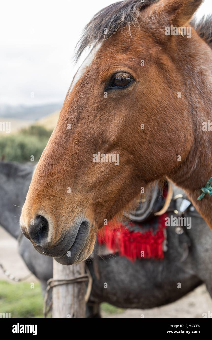 face of a domestic horse, fur and hair texture, beautiful domestic ...